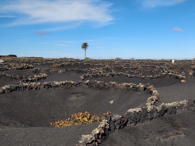 Bodega Tisalaya - Lanzarote - Spanish Wine Lover